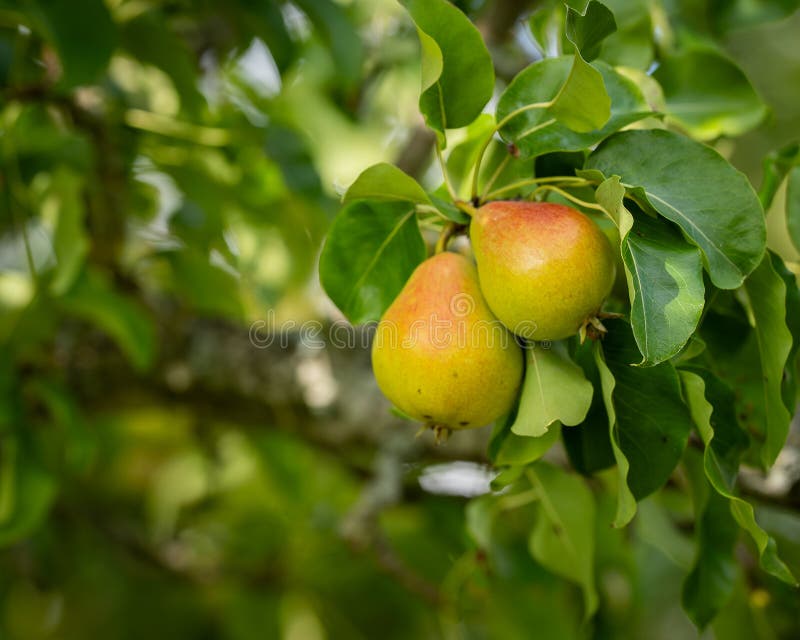 Close Up of Ripe Pears on a Tree Branch with a Lush Garden Background ...