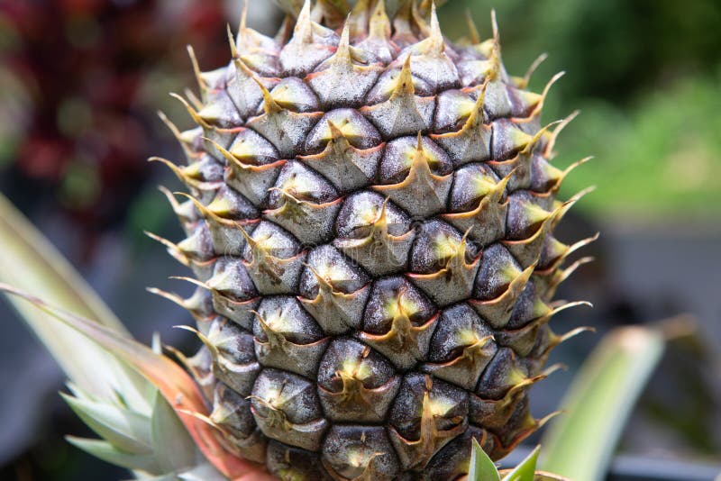 Close-up Ripe Pineapple Fruit in Plantation. Tropical Pineapple Fruit ...