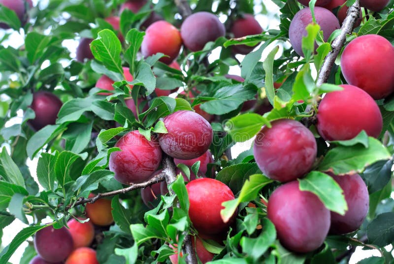 Close-up of Ripe Plums on a Tree Branch Stock Image - Image of bush ...