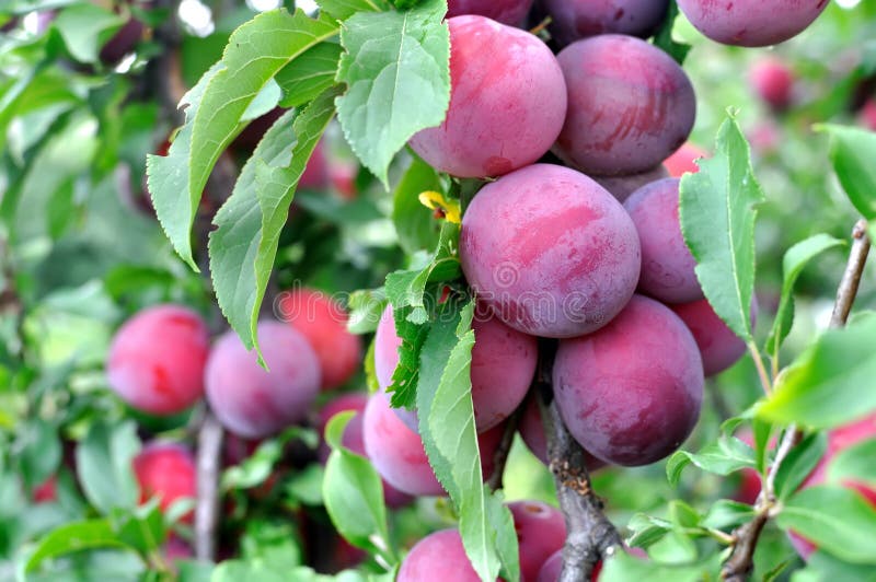 Close-up of Ripe Plums on a Tree Branch Stock Photo - Image of ...