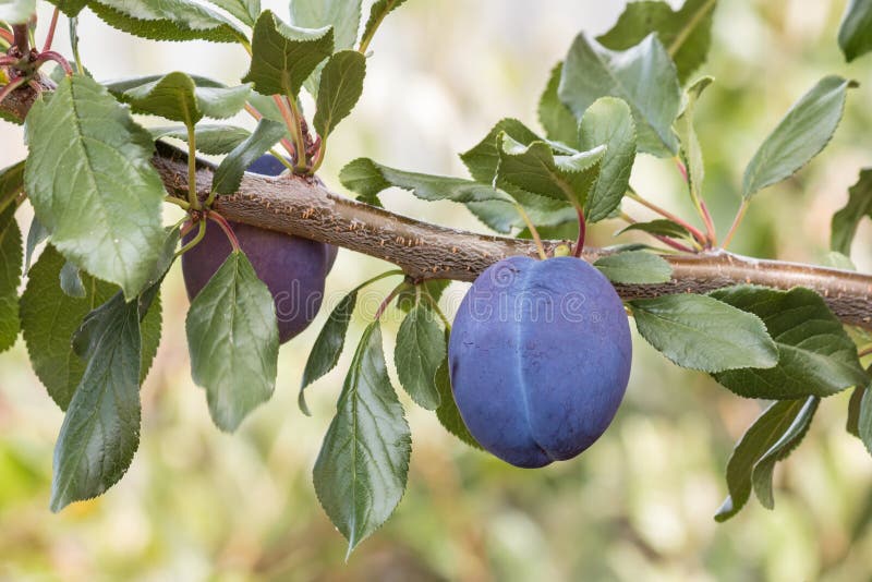 Ripe Prune Plum on Plum Tree with Copy Space Stock Photo - Image of ...