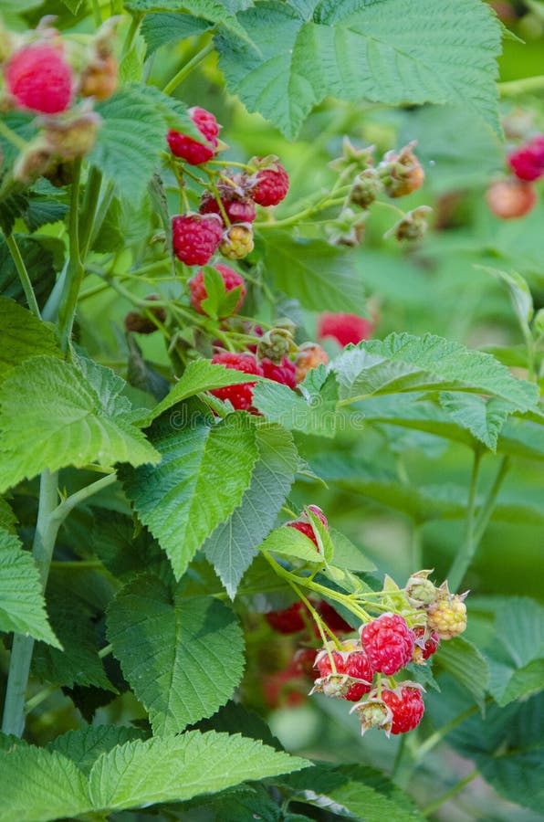 Close-up Ripe Raspberries in the Garden.growth Raspberries Stock Image ...
