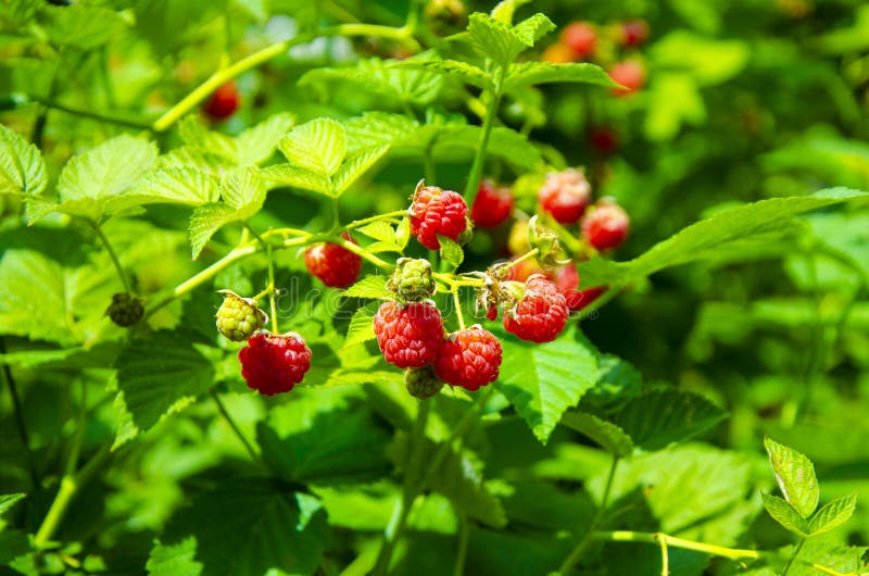 Close-up Ripe Raspberries in the Garden.growth Raspberries Stock Photo ...