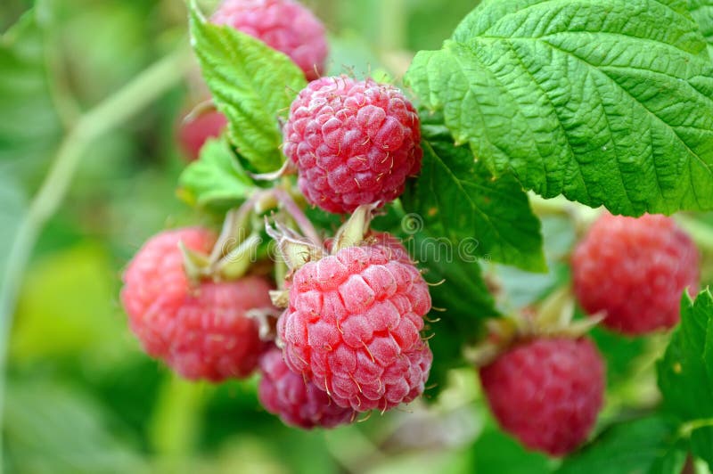 Raspberry stock image. Image of plant, crop, yellow, summer - 199241