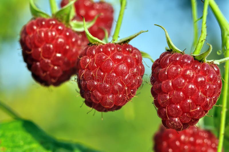 Close-up of ripe raspberry stock image. Image of berry - 37956907