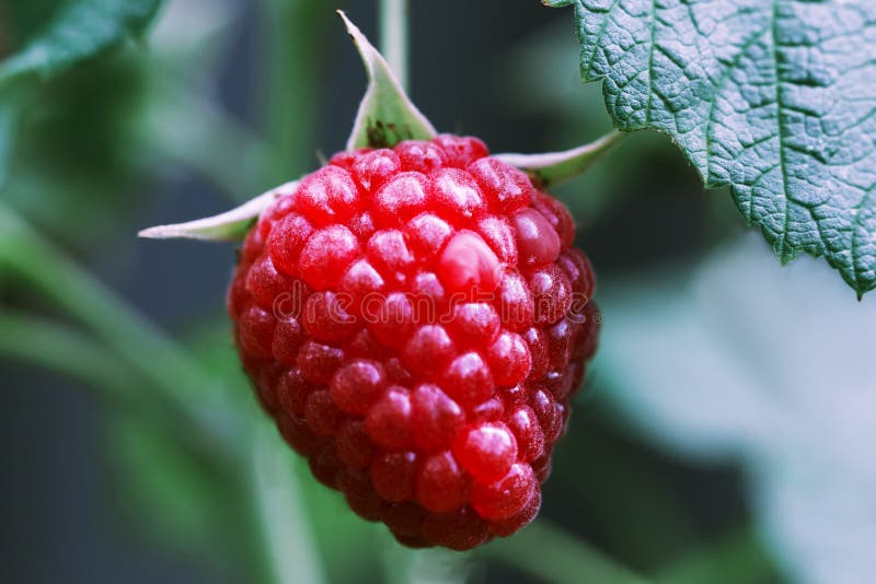 Close Up of Ripe Raspberry on the Bushes in the Garden Stock Image ...