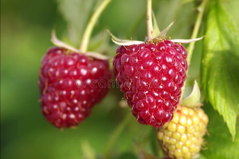 Close-up of the Ripe Raspberry Stock Image - Image of organic, closeup ...