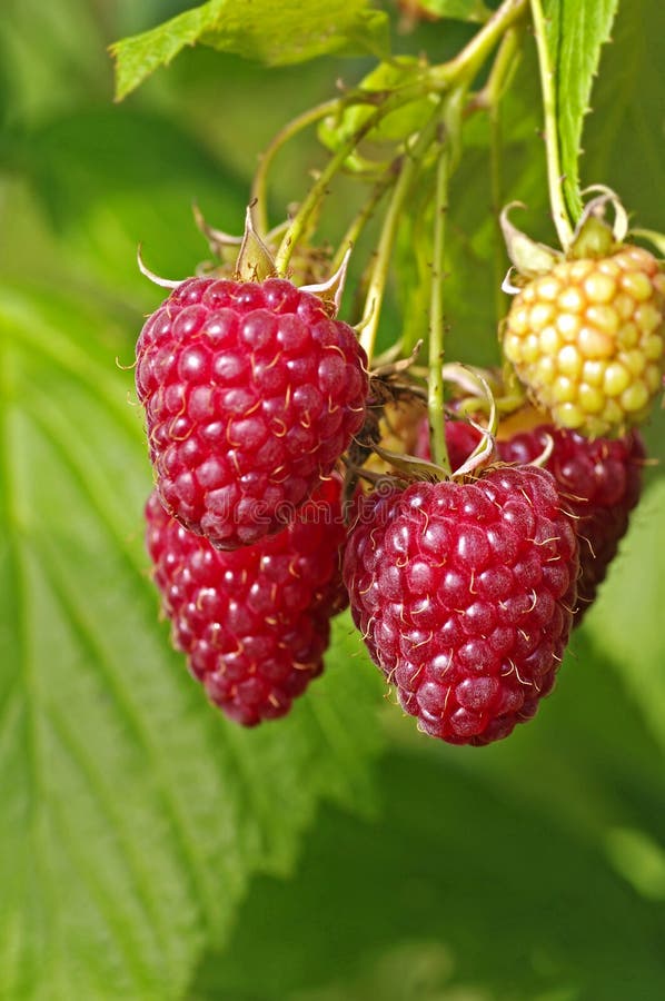 Close-up of the Ripe Raspberry Stock Photo - Image of season, branch ...