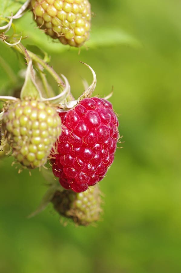 Close-up of the Ripe Raspberry Stock Photo - Image of berry, nature ...