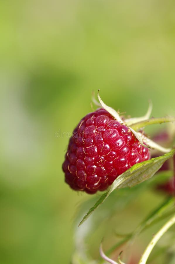 Close-up of the Ripe Raspberry Stock Image - Image of branch, vibrant ...