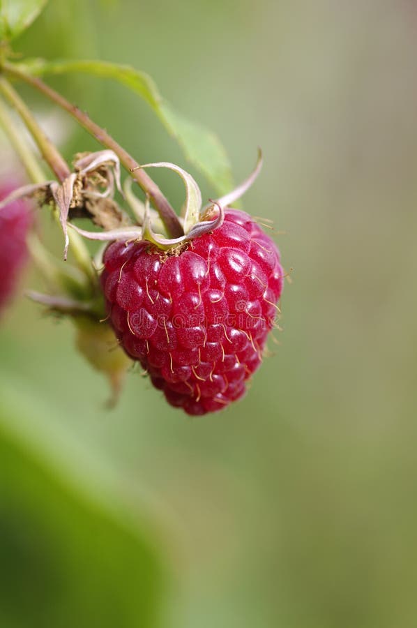 Close-up of the Ripe Raspberry Stock Photo - Image of plantation, plant ...