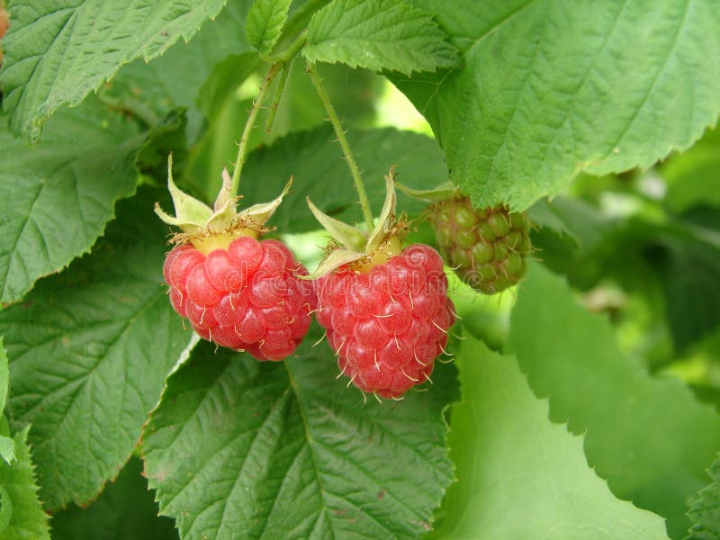 Close-up of the Ripe Raspberry in the Fruit Garden Stock Photo - Image ...