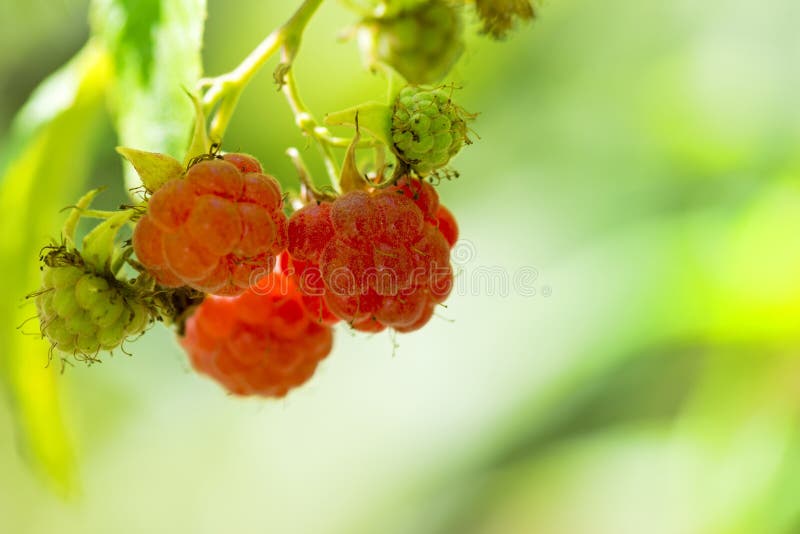 Close-up of the Ripe Raspberry in the Fruit Garden Stock Image - Image ...