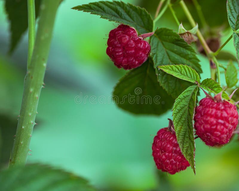 Close-up of the Ripe Raspberry Stock Photo - Image of plant, group ...
