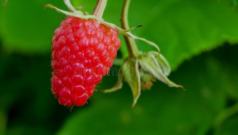 Close-up of the Ripe Raspberry in the Fruit Garden. Stock Image - Image ...