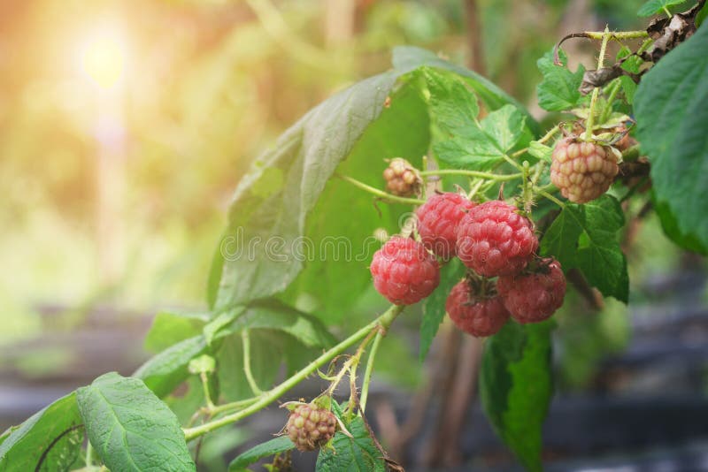 Close-up of the Ripe Raspberry in the Fruit Garden Stock Image - Image ...