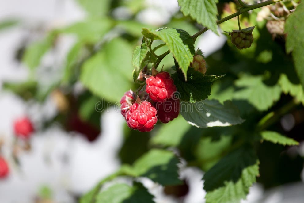 Close-up of the Ripe Raspberry in the Fruit Garden Stock Image - Image ...