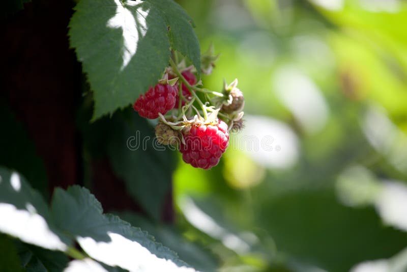 Close-up of the Ripe Raspberry in the Fruit Garden Stock Image - Image ...