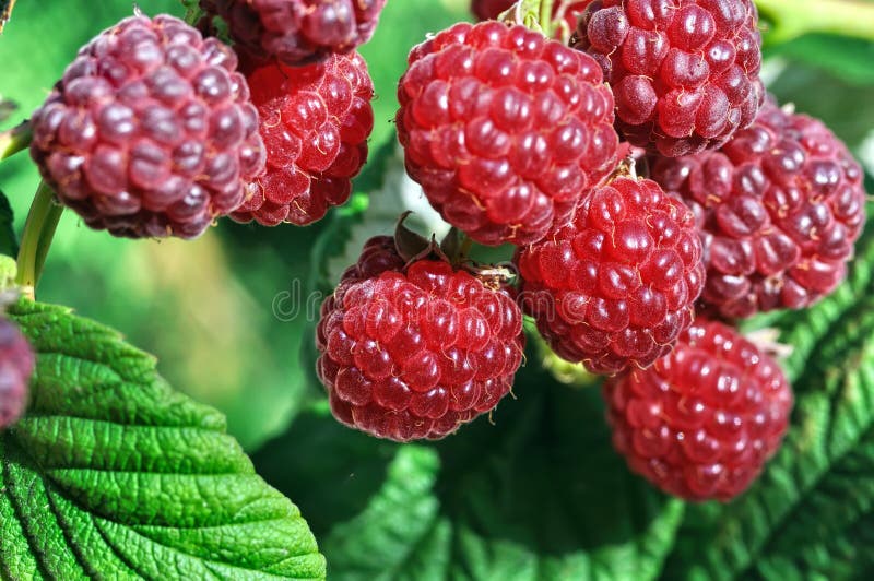Raspberries in the Garden on the Branches of a Bush. Stock Photo ...
