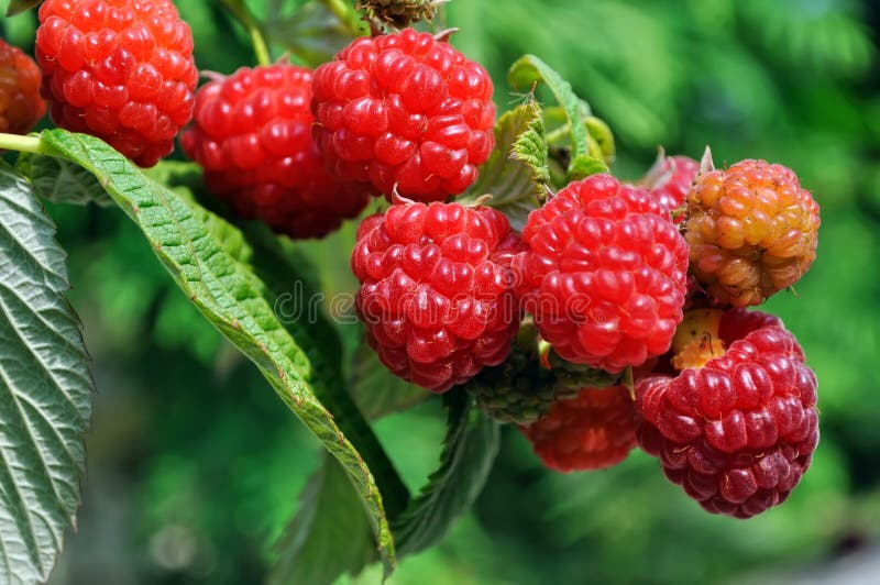 Ripe raspberry stock photo. Image of ripe, nature, food - 20762424