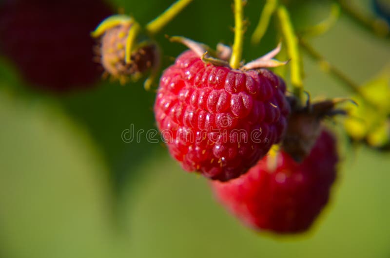 Close-up of the Ripe Raspberry Stock Image - Image of harvest, bunch ...