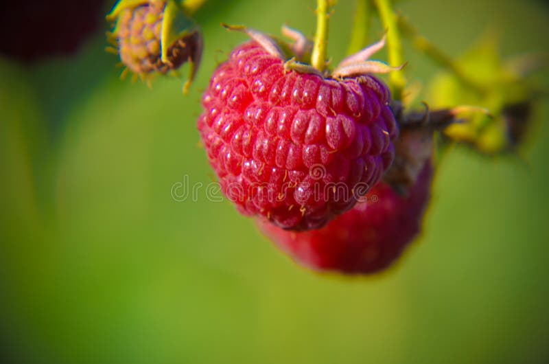 Close-up of the Ripe Raspberry Stock Image - Image of garden, branch ...