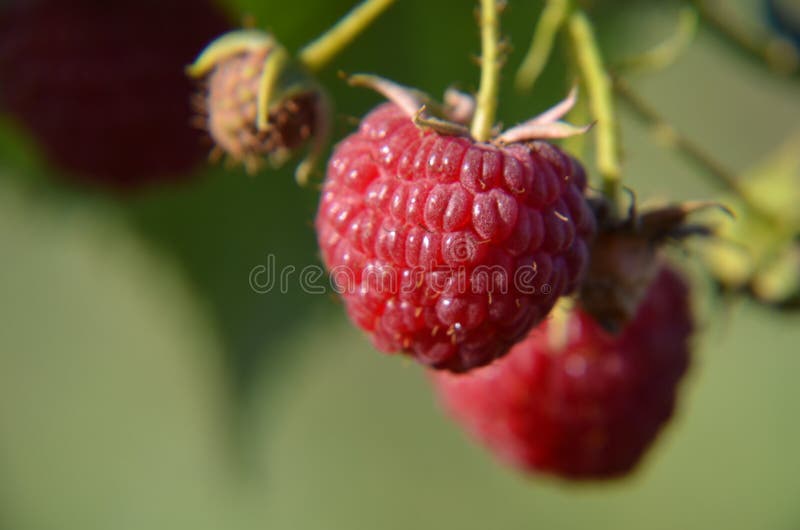 Close-up of the Ripe Raspberry Stock Image - Image of bunch, macro ...