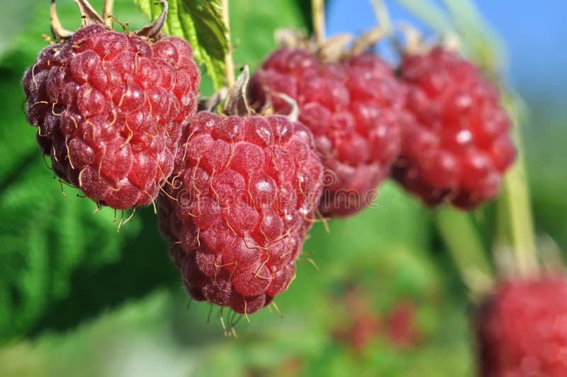 Close-up of ripe raspberry stock image. Image of bush - 82221705
