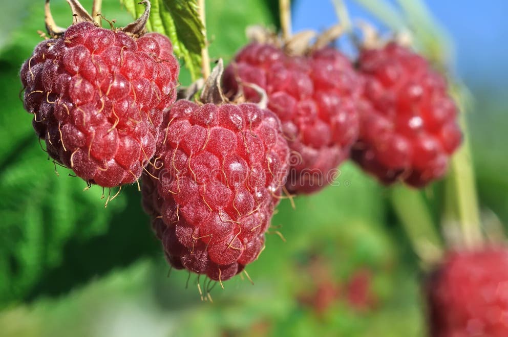 Close-up of ripe raspberry stock image. Image of bush - 82221705