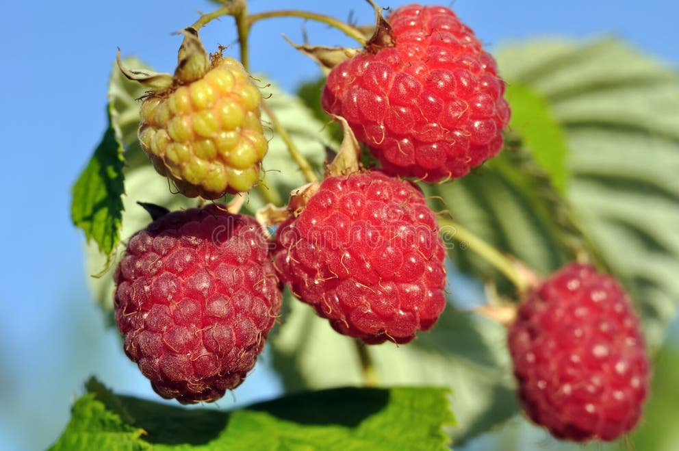 Close-up of ripe raspberry stock image. Image of vibrant - 82223353
