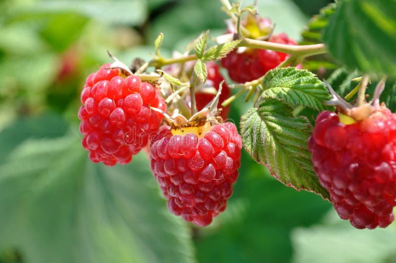 Ripe raspberry stock image. Image of detailed, raspberry - 15697061