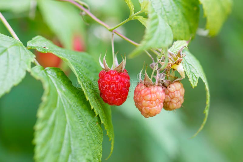 Close-up of the Ripe Raspberry in the Garden Stock Photo - Image of ...