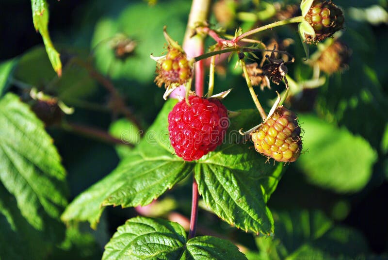 Close-up of Ripe Raspberry in the Garden Stock Image - Image of branch ...