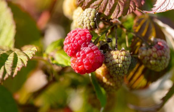 Close-up of a Ripe Raspberry. Macro Stock Photo - Image of food, berry ...