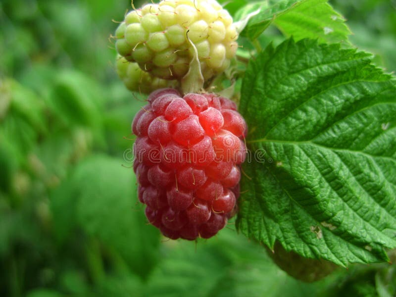 Close up of ripe raspberry stock image. Image of food - 74068465