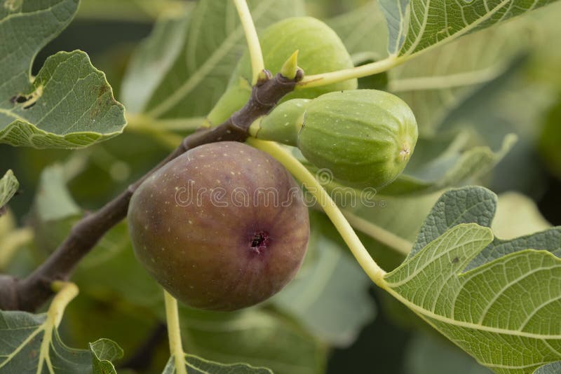 Close-up of Ripe Red Figs on the Tree Stock Photo - Image of foliage ...