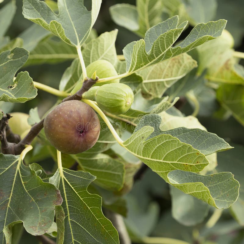 Close-up of Ripe Red Figs on the Tree Stock Image - Image of branch ...