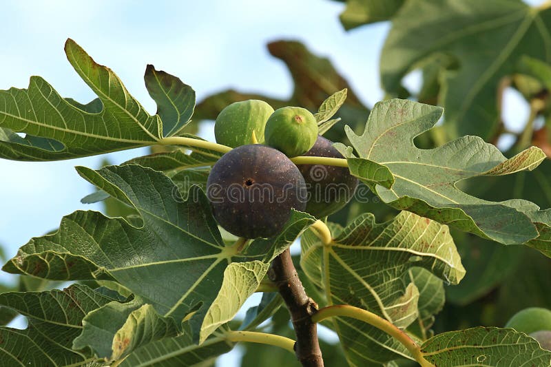 Close-up of Ripe Red Figs on the Tree Stock Image - Image of food ...