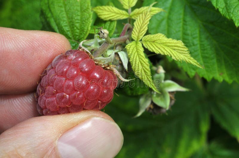 Pick a Ripe Raspberry Close Up Stock Photo - Image of raspberry, sweet ...