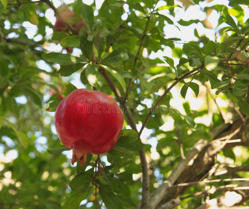 Close-up of Ripe Red Pomegranate Fruit on Pomegranate Tree Stock Photo ...