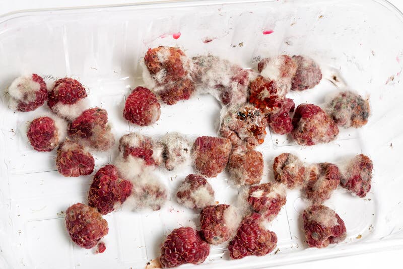 Rotten Raspberry Isolated on White Stock Photo - Image of culture ...