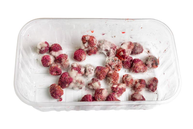 Rotten Raspberry Isolated on White Stock Photo - Image of culture ...