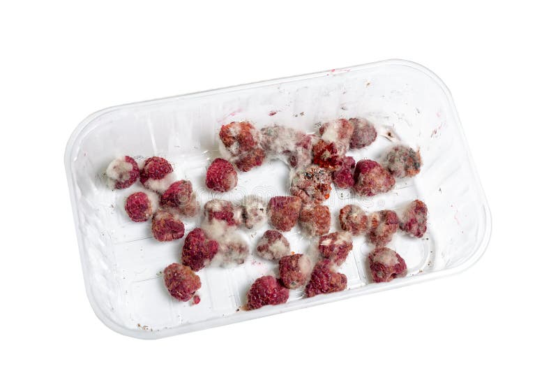 Rotten Raspberry Isolated on White Stock Photo - Image of culture ...