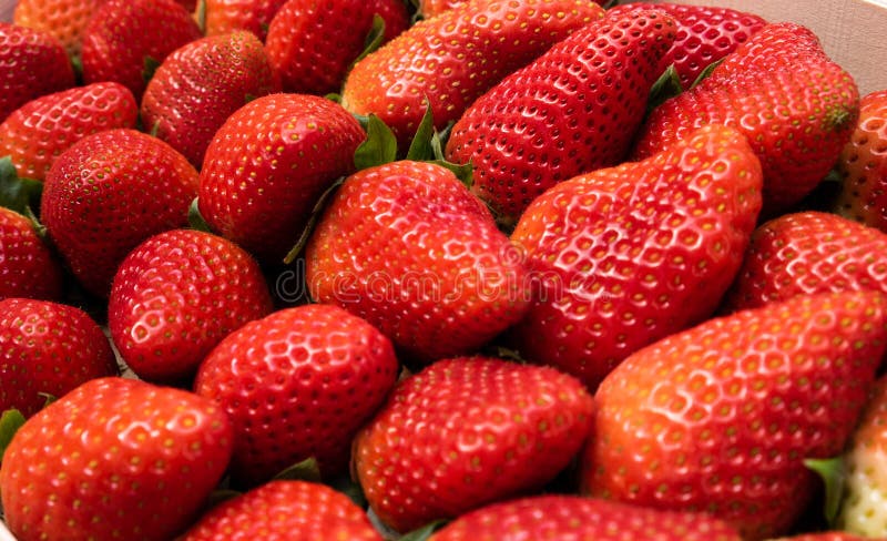 Close Up Ripe Red Strawberries, Top View. Background of Freshly Picked ...