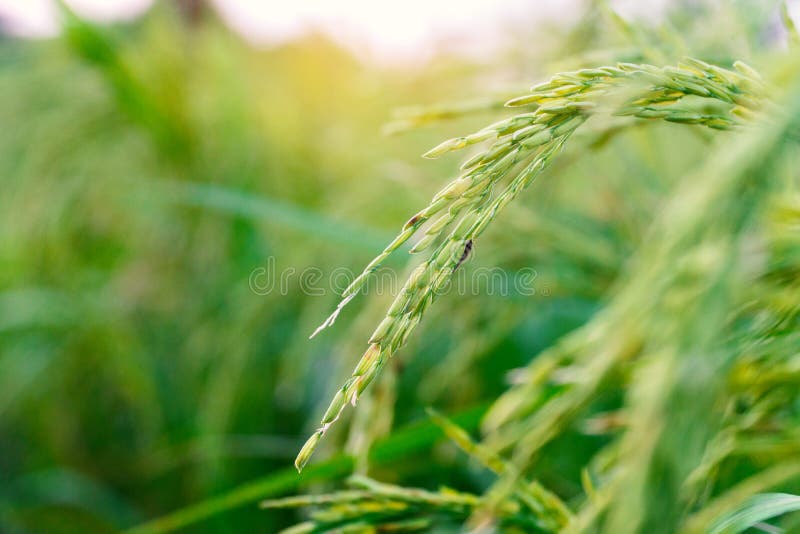 Close up ripe rice stock image. Image of close, crop - 161651539