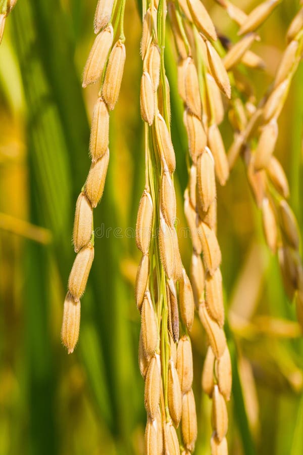 Close up of ripe rice stock image. Image of foliage, agriculture - 49571469