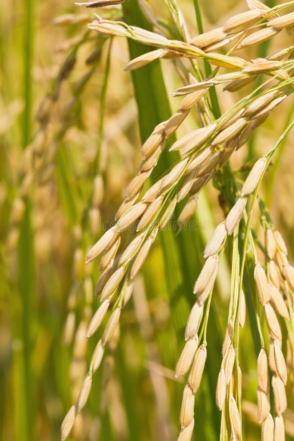 Close up of ripe rice stock photo. Image of farmer, paddy - 49571484