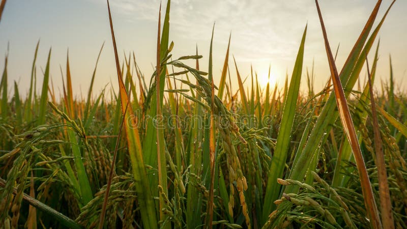 Close Up of Ripe Rice Plant. Stock Photo - Image of nature, close ...