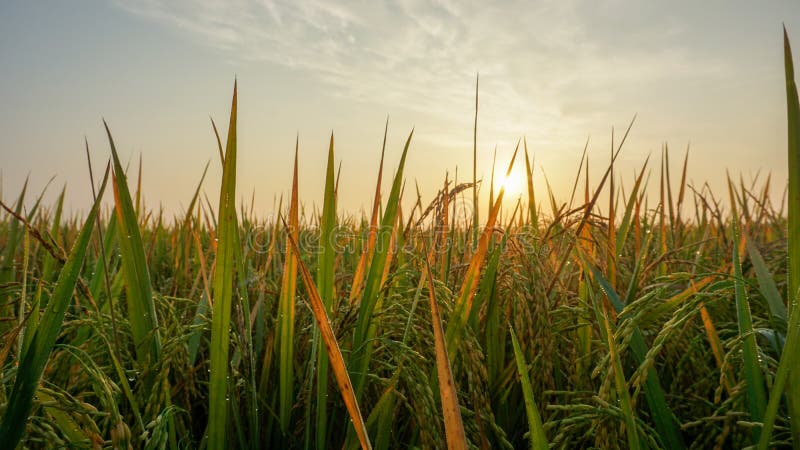 Close Up of Ripe Rice Plant. Stock Photo - Image of ingredient, rice ...