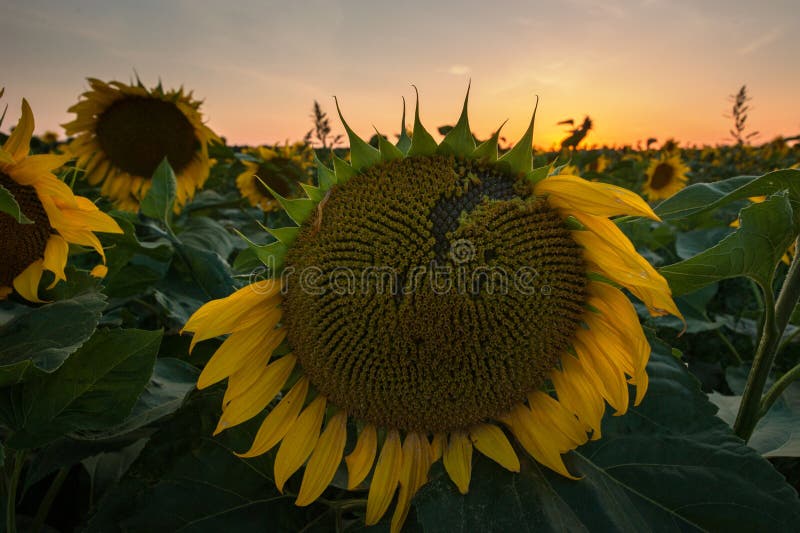 Close-up of a Ripe Sunflower, a Sunflower Field in the Evening Stock ...